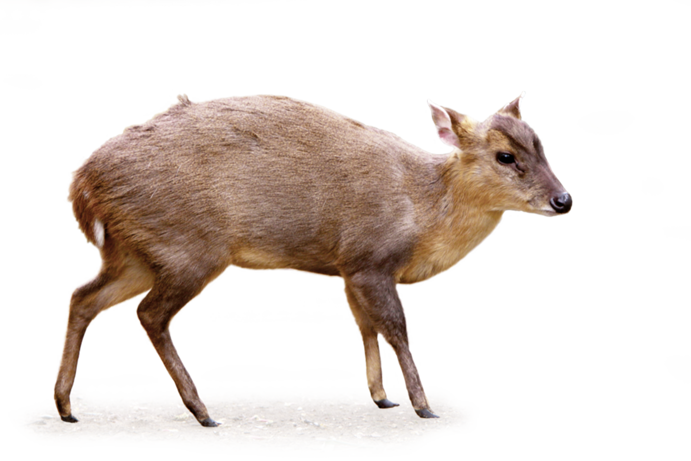 Chinesischer Muntjak - Tierpark Hellabrunn