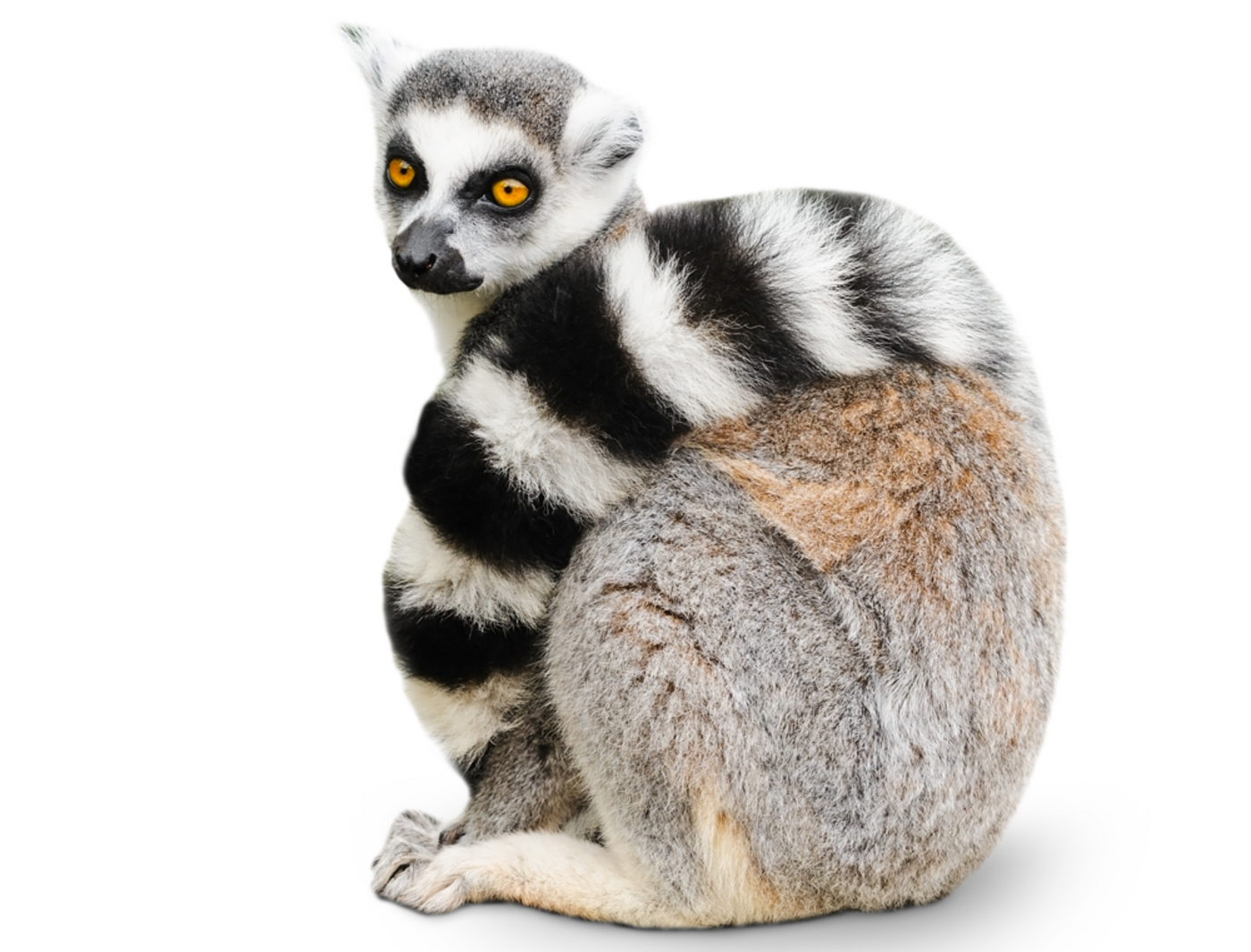 Katta - Tierpark Hellabrunn