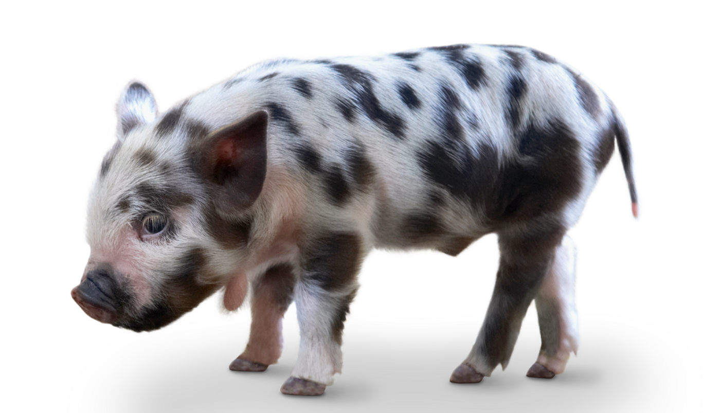 Kunekune - Tierpark Hellabrunn