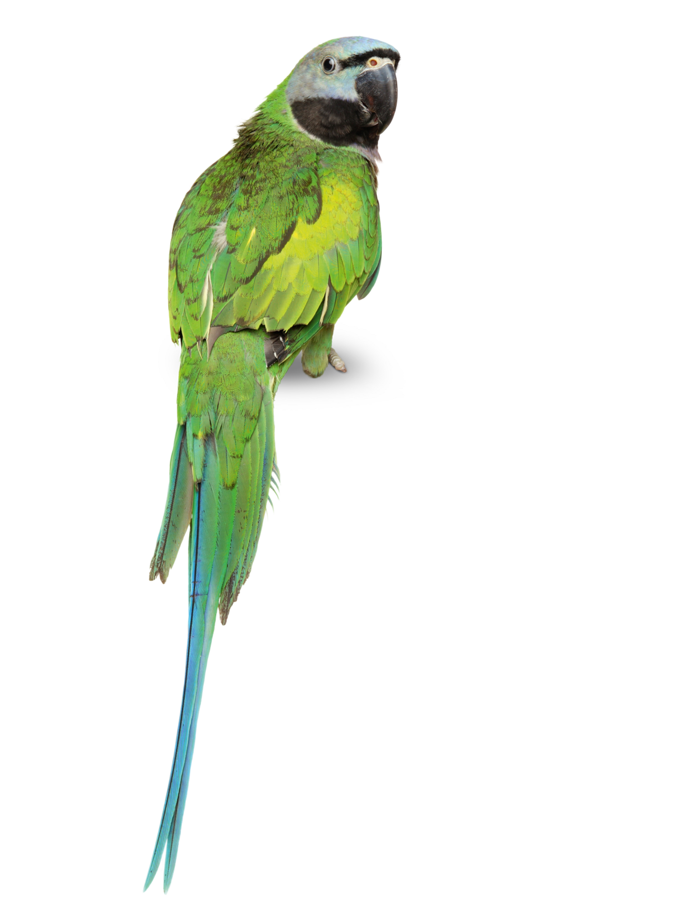 Chinasittich - Tierpark Hellabrunn