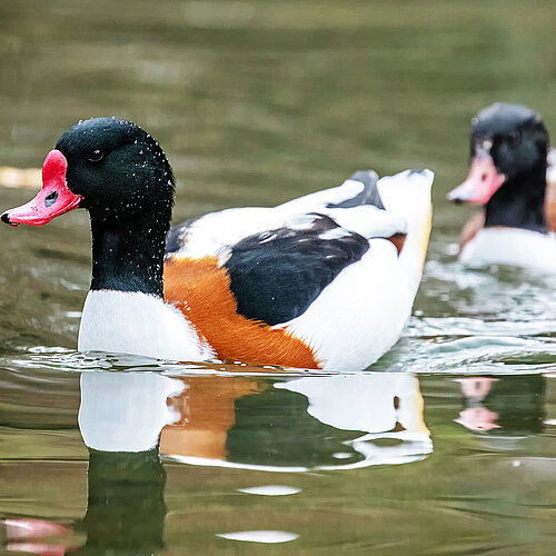 Common Shelduck - Tierpark Hellabrunn