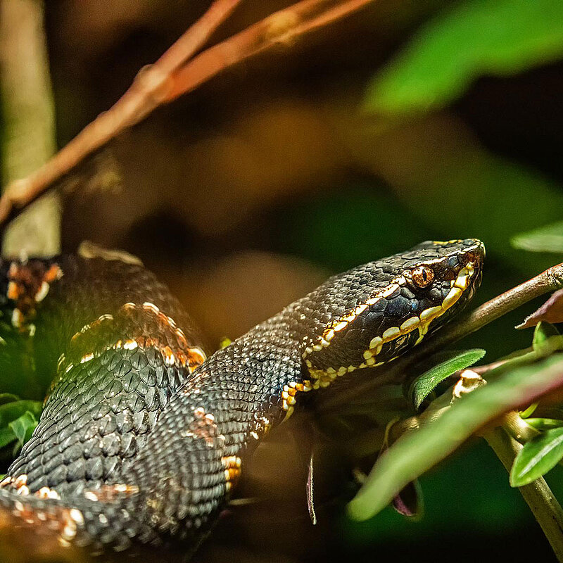 Welt der Reptilien - Tierpark Hellabrunn
