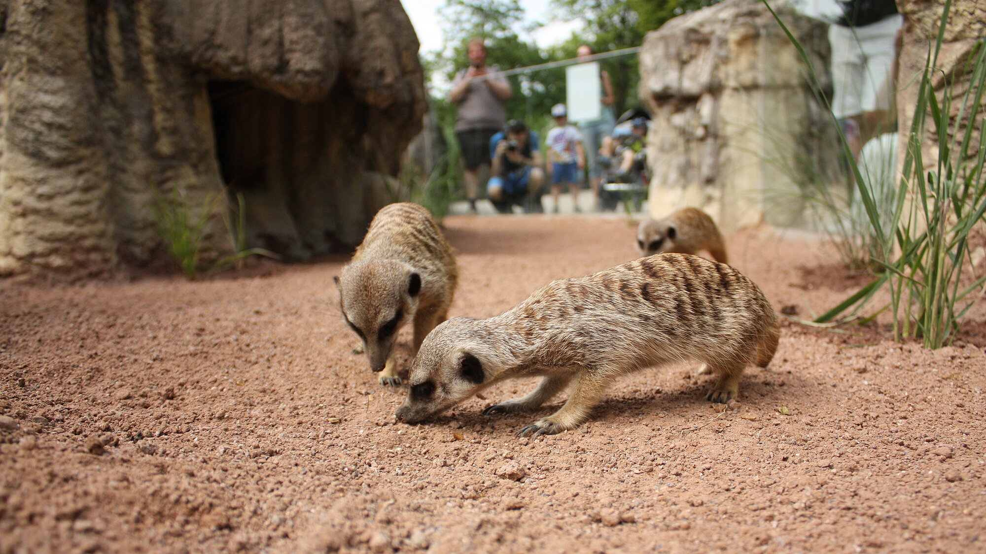 Meerkats return to Hellabrunn Zoo’s Africa geo-zone - Tierpark Hellabrunn
