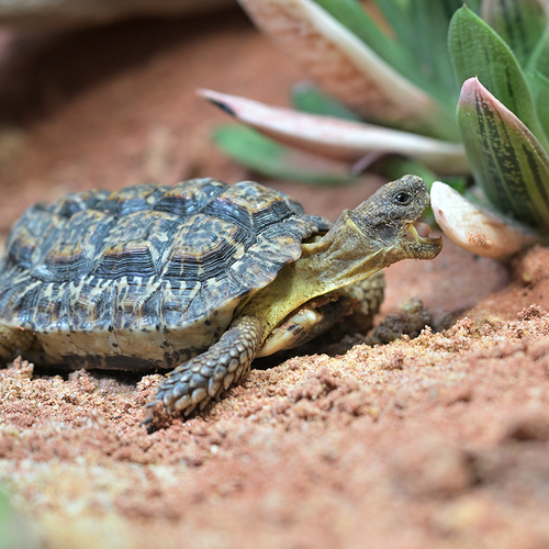 Speckled dwarf tortoise - Tierpark Hellabrunn