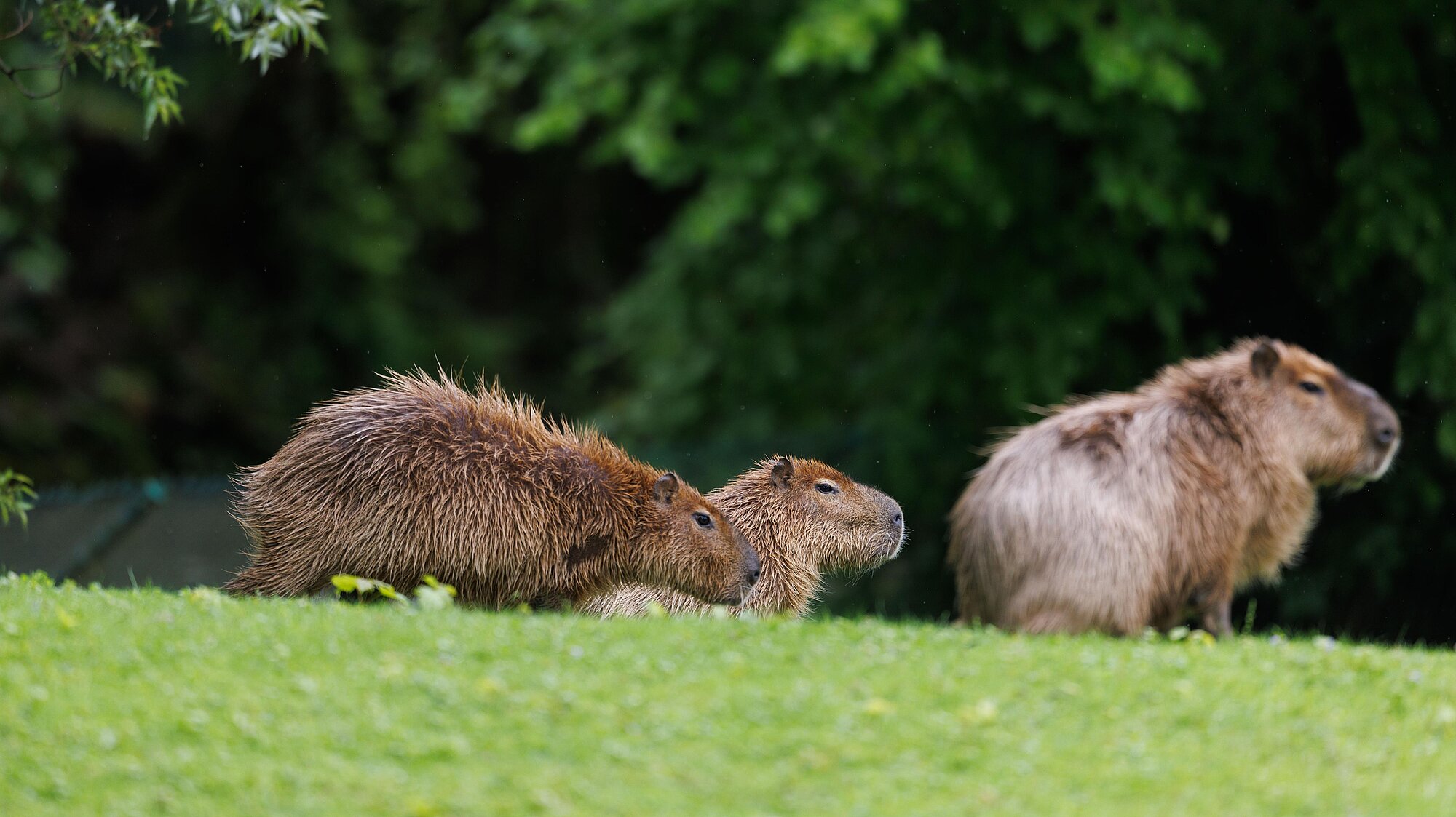 Hellabrunn hat wieder weibliche Verstärkung bei den Capybaras ...