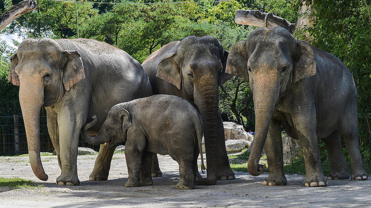 Hellabrunn Zoo celebrates Otto the elephant’s second birthday ...