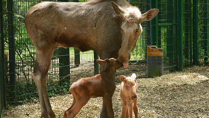 Im Tierpark Hellabrunn freut man sich über gesunden Zwillings-Nachwuchs ...