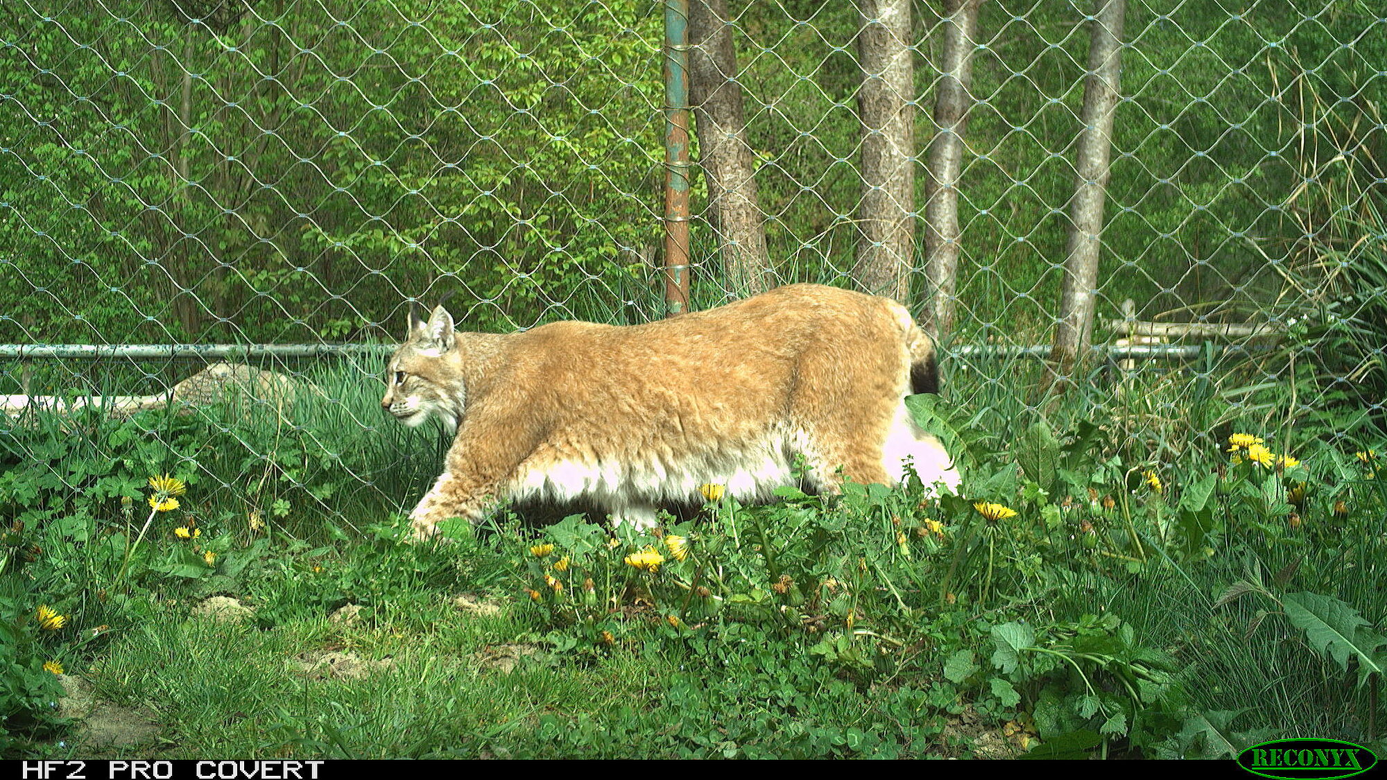 Ein Hellabrunner Luchs im Fokus der Wissenschaft - Tierpark Hellabrunn