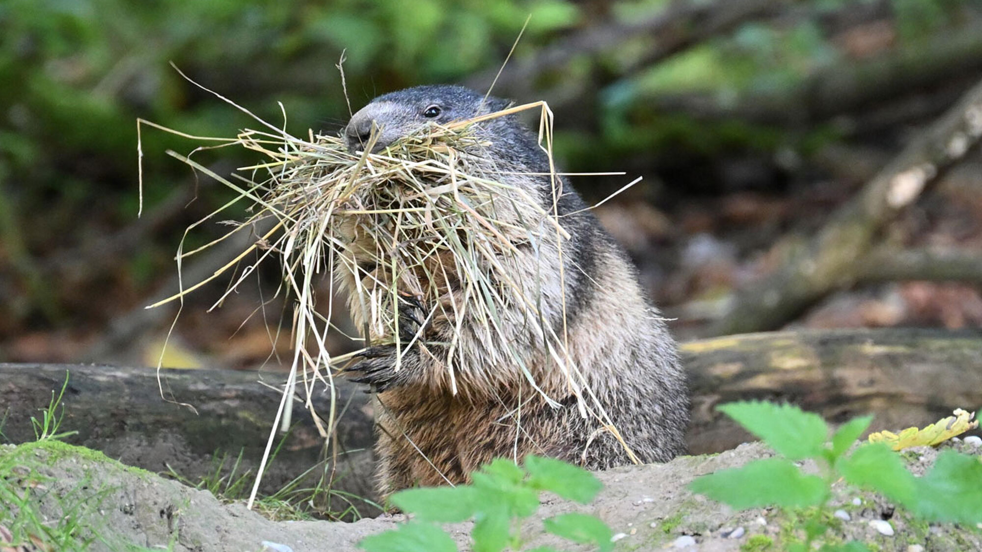 Goldener Herbst in Hellabrunn - Tierpark Hellabrunn