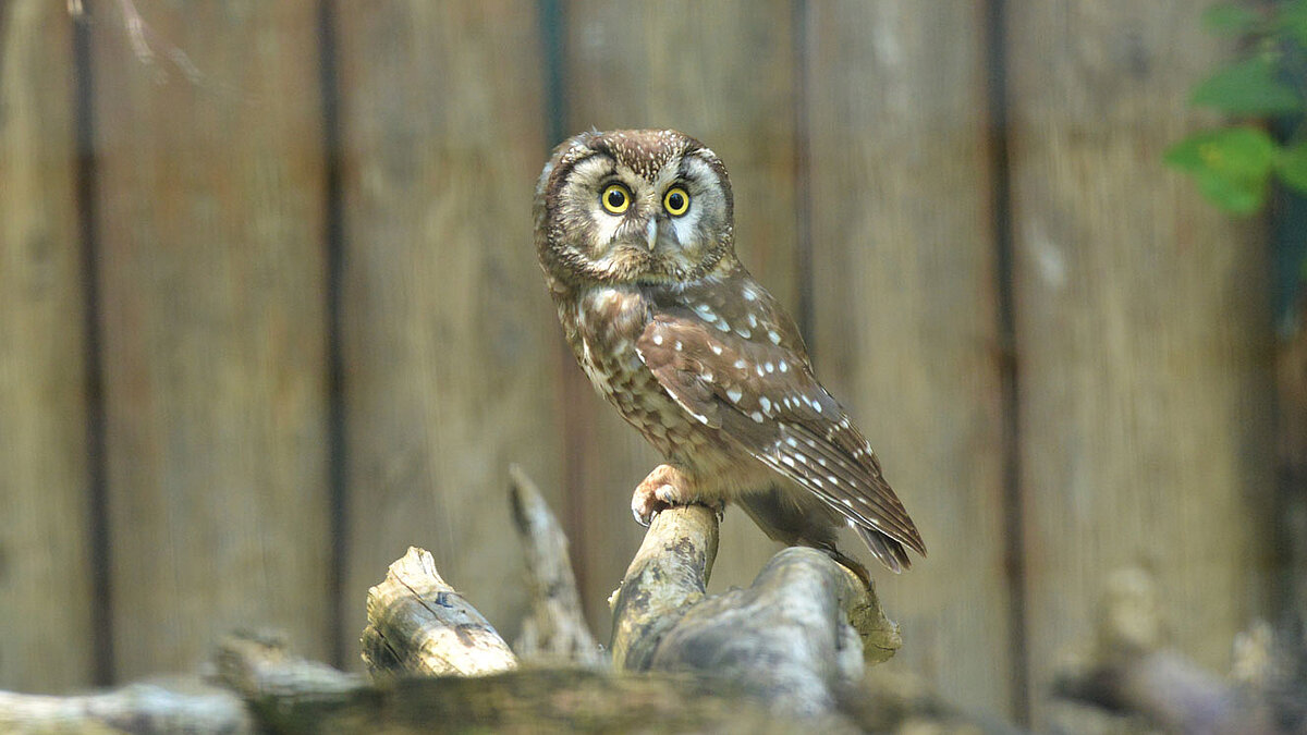 New Tengmalm's owl pair at Hellabrunn Zoo - Tierpark Hellabrunn