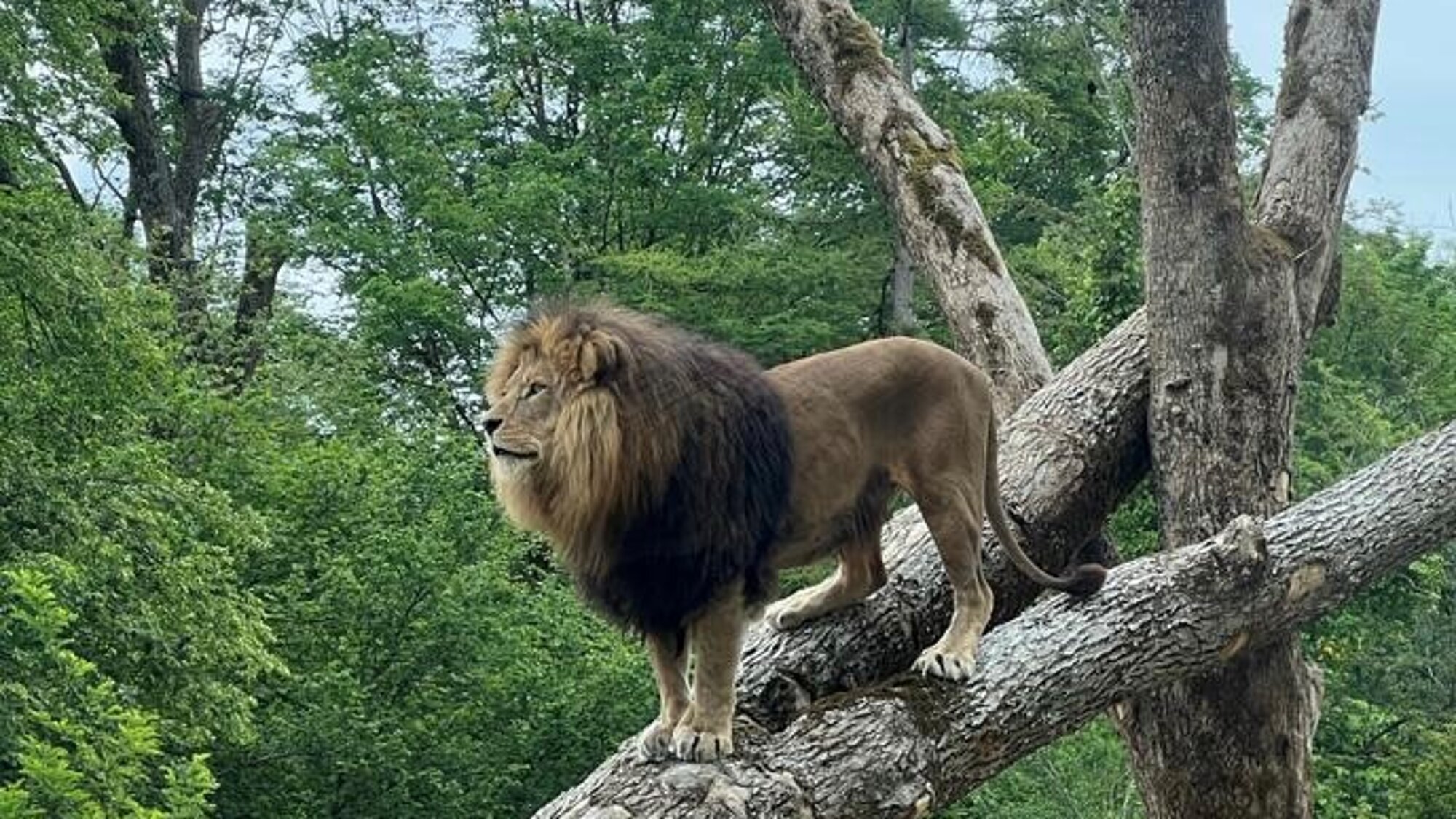 Hellabrunn lions Max and Benny explore new outdoor enclosure - Tierpark ...