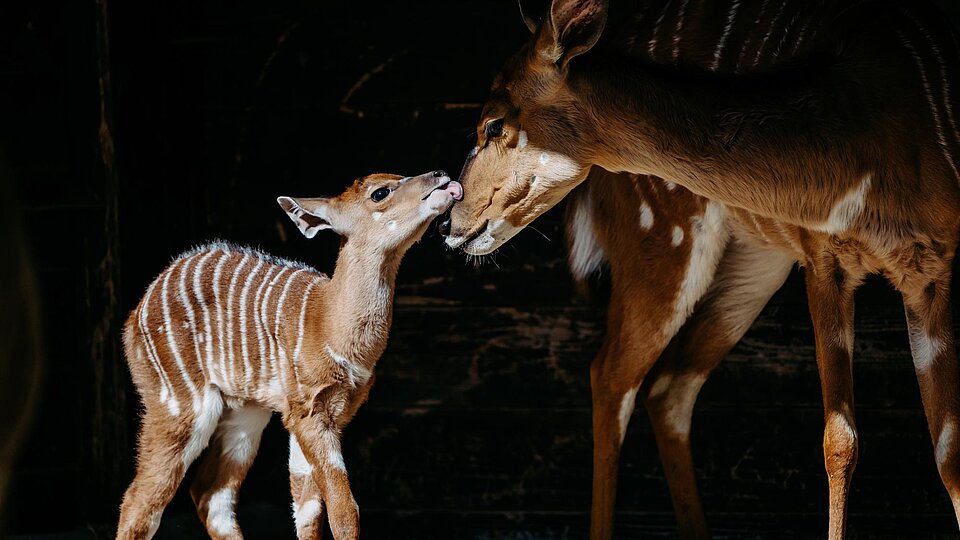 Homepage - Tierpark Hellabrunn