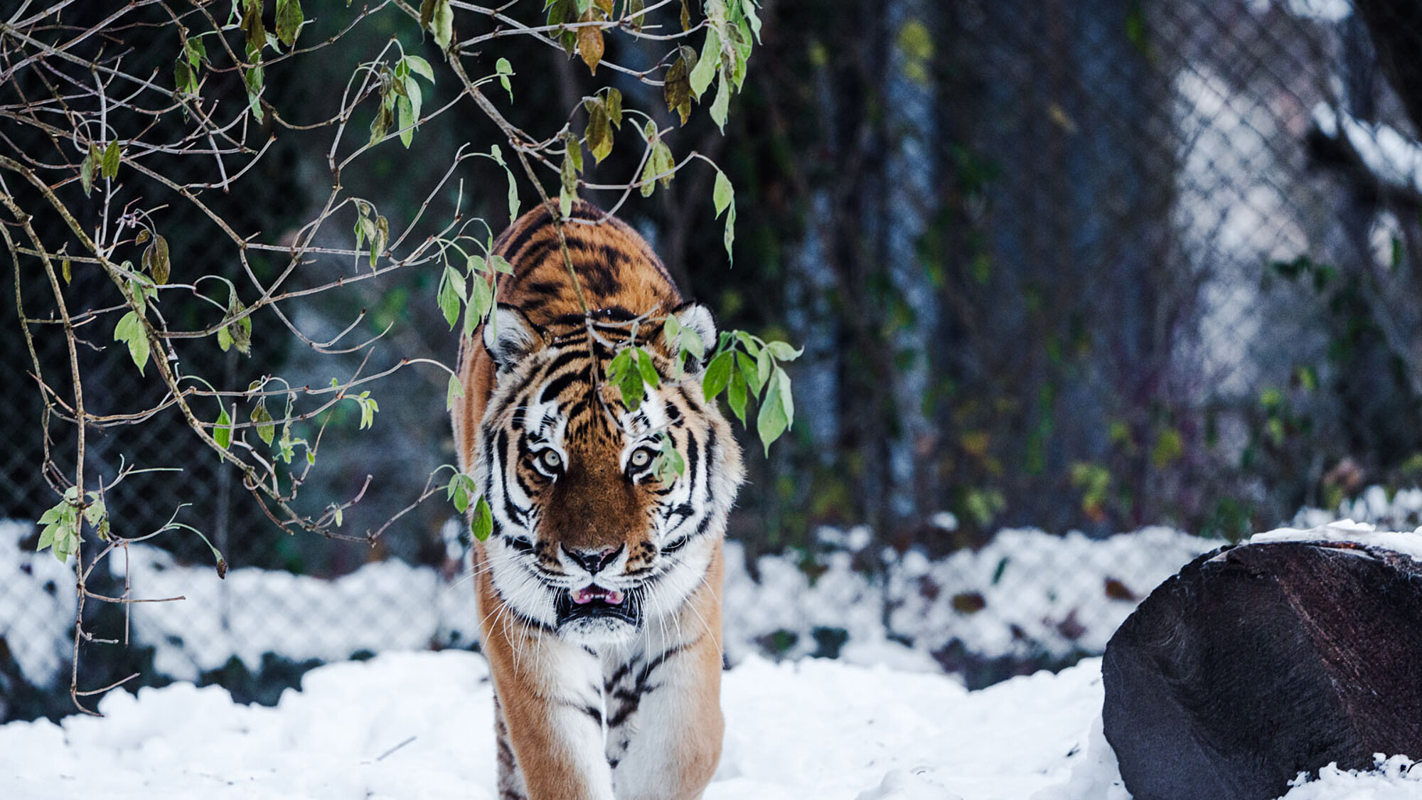 Winterlicher Tierpark Hellabrunn wieder geöffnet - Tierpark Hellabrunn