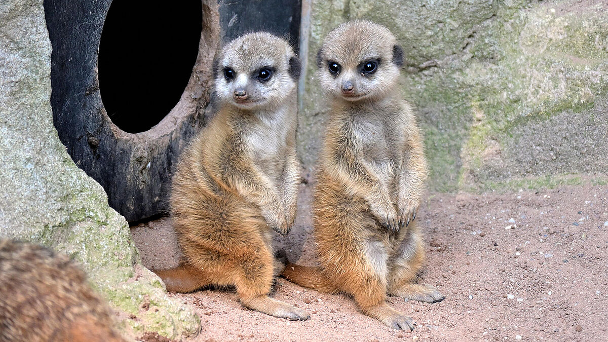 Nachwuchs bei den Erdmännchen in Hellabrunn: Aus vier werden sechs – mindestens! - Tierpark ...