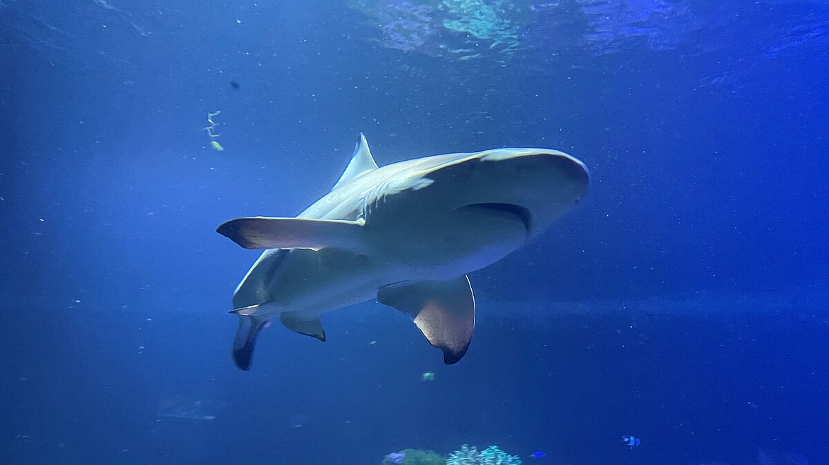 Neue Haie im Hellabrunner Aquarium - Tierpark Hellabrunn