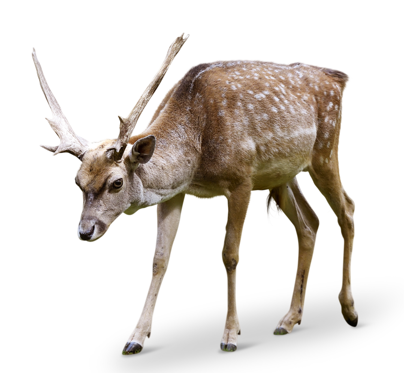 Persian Fallow Deer - Tierpark Hellabrunn