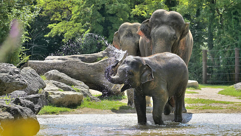 Homepage - Tierpark Hellabrunn