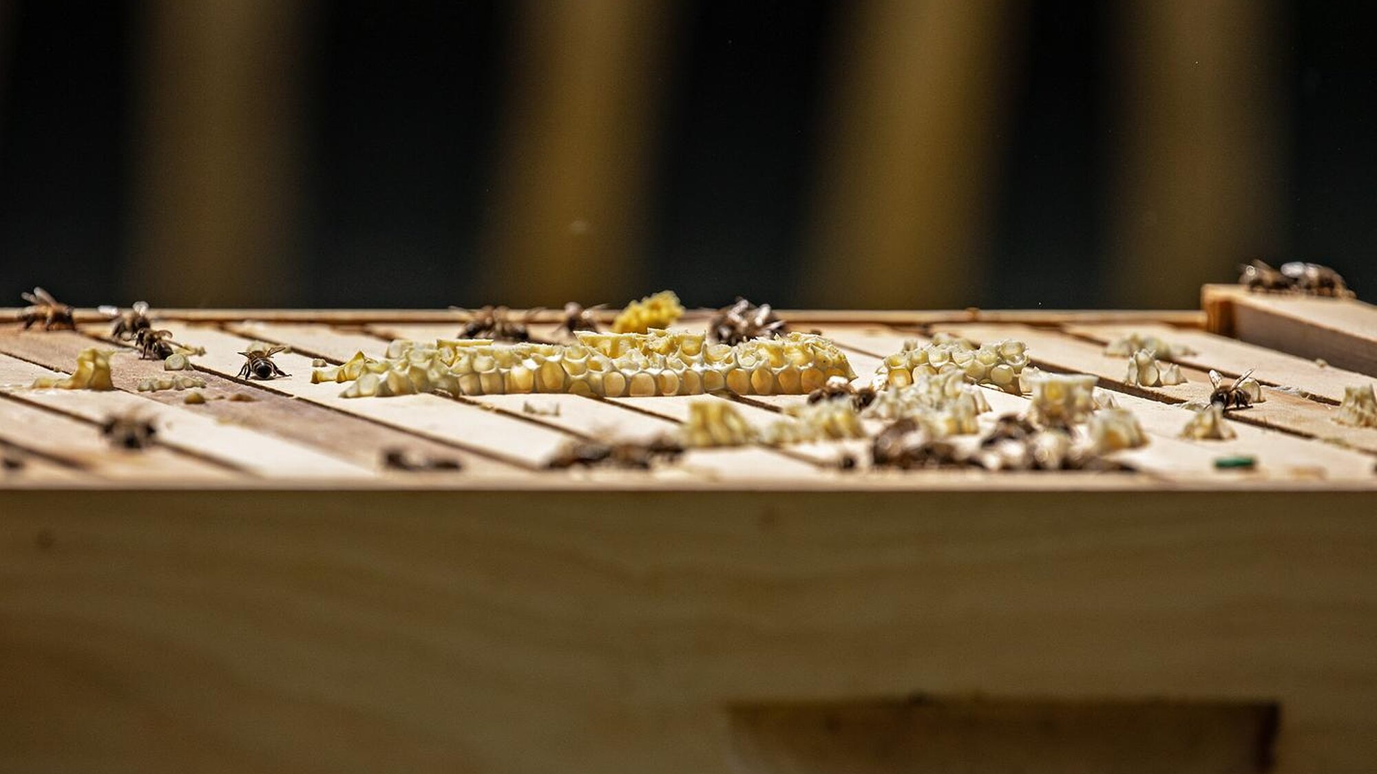 World Bee Day 2023: Hellabrunn Zoo raises awareness of importance of ...