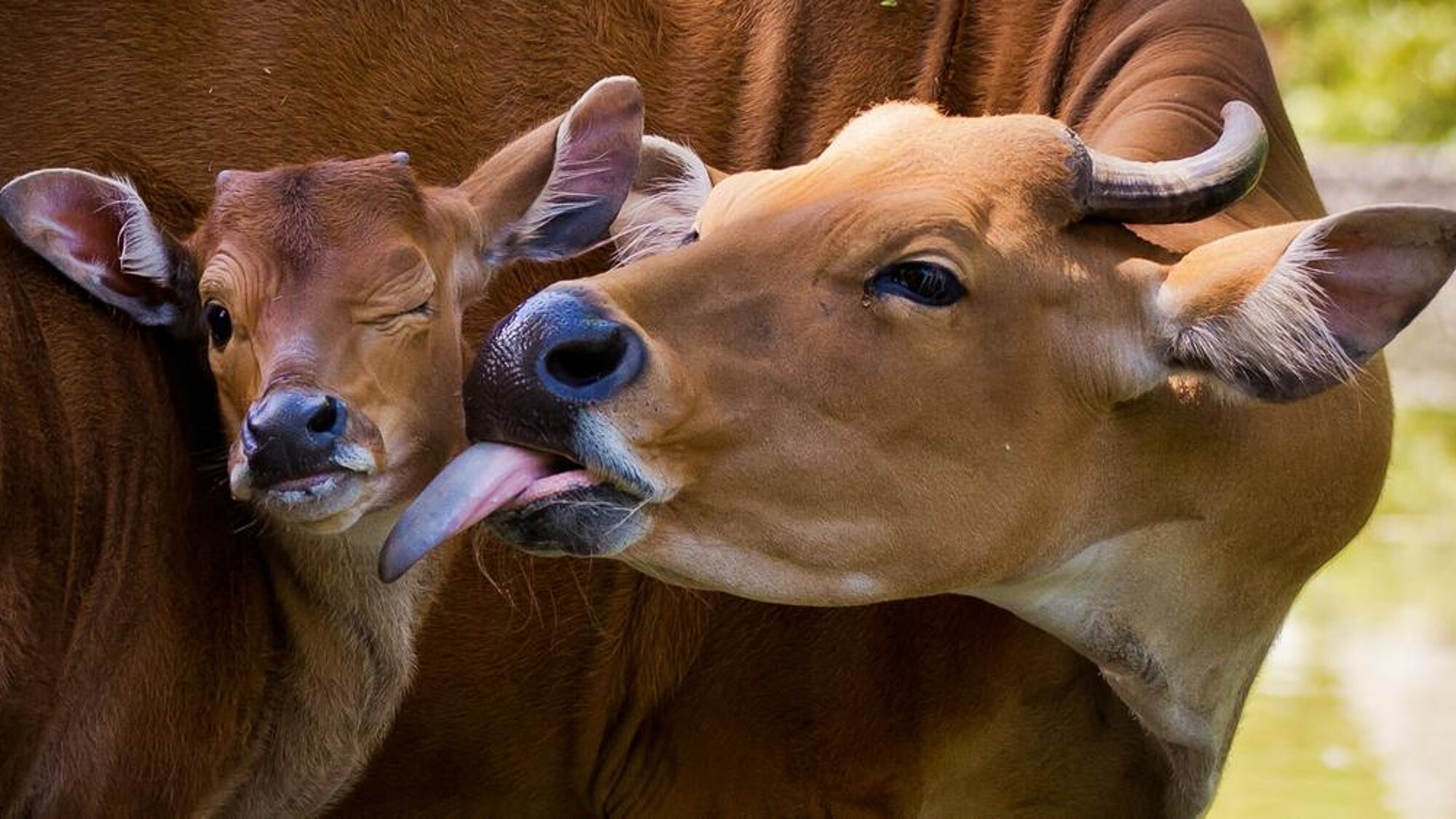 Neue "Mia san Tier" Folge: Bedroht und besonders - die Java-Bantengs ...