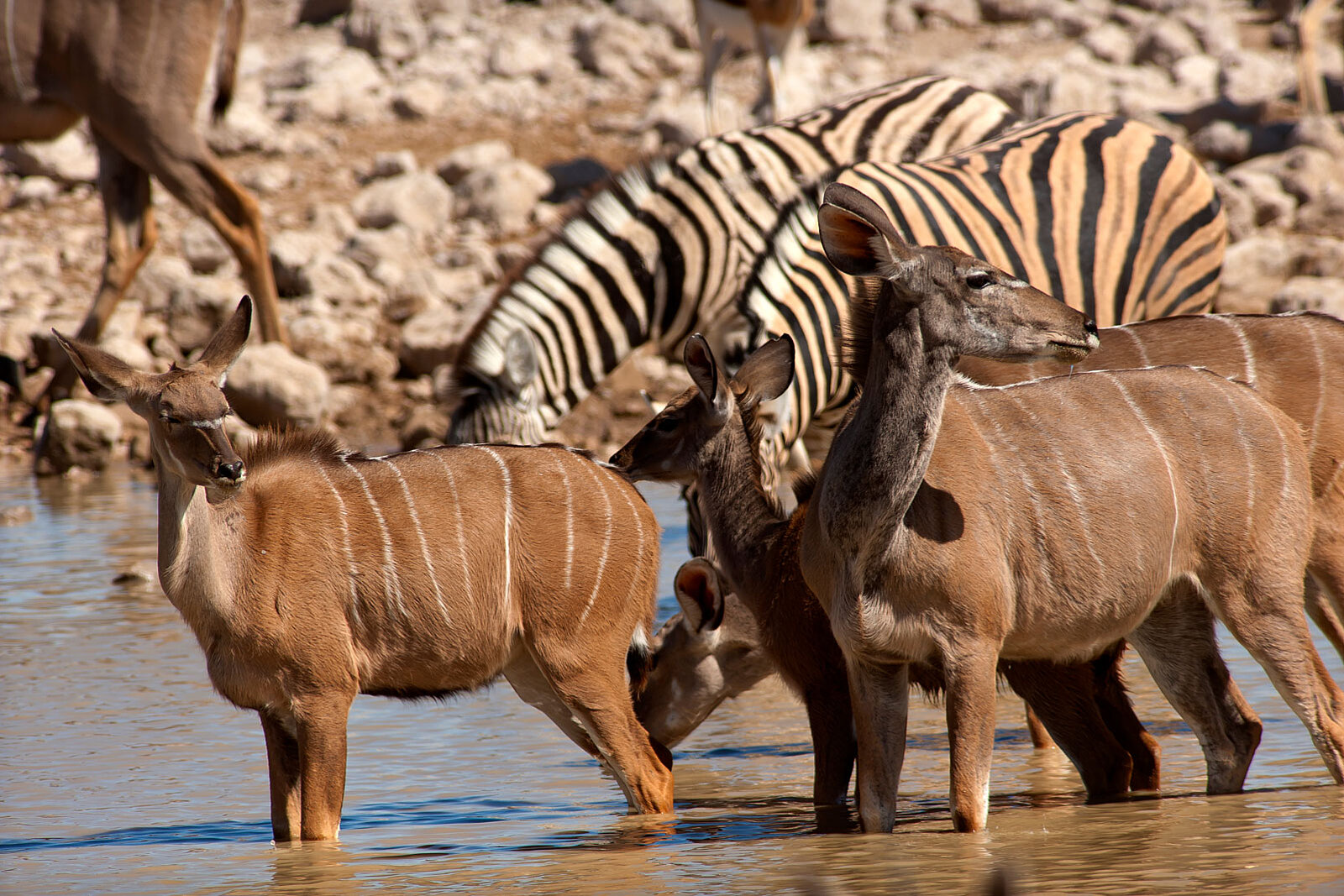 Geozone Afrika - Tierpark Hellabrunn