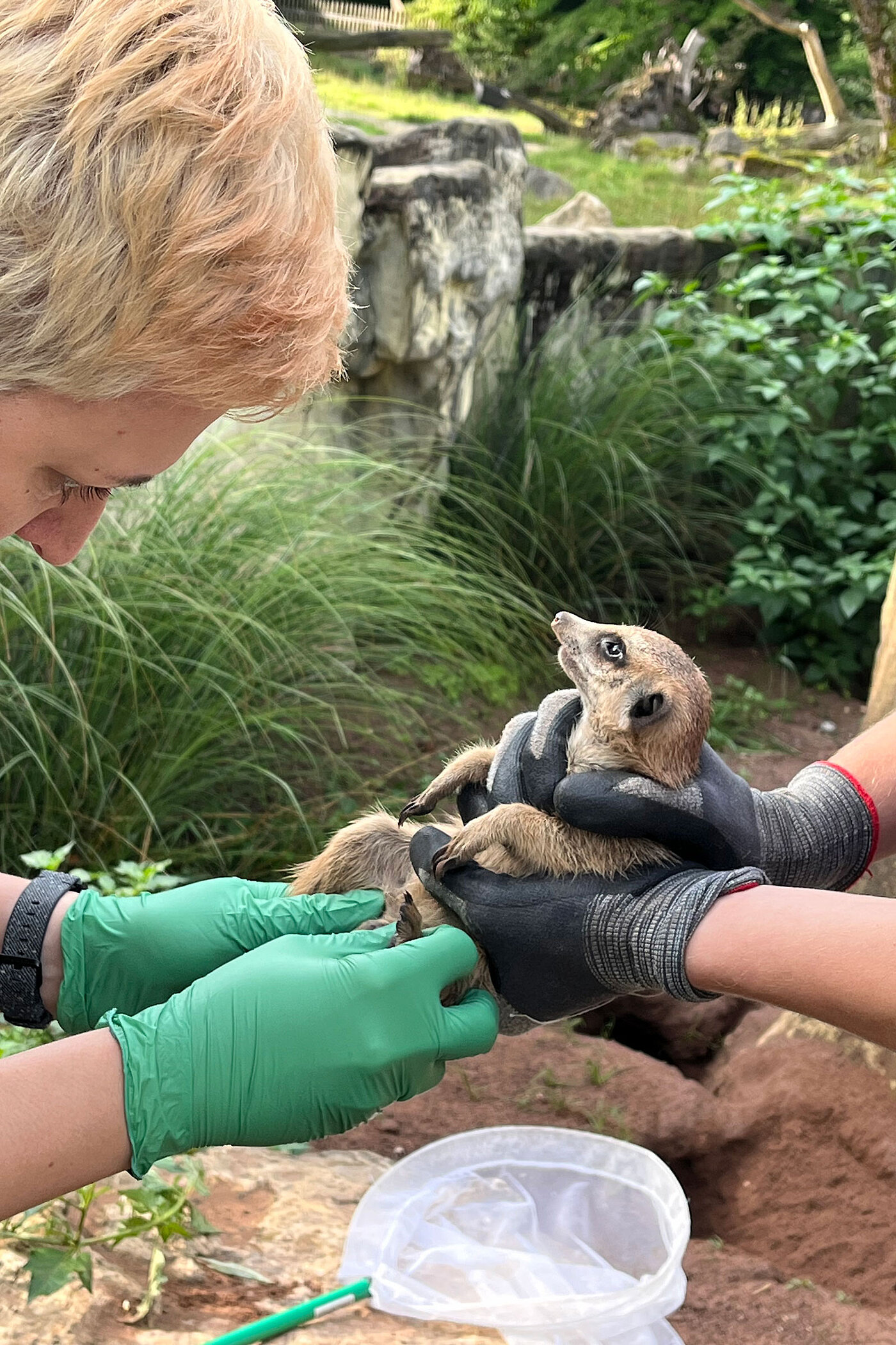 Nachwuchs bei den Erdmännchen in Hellabrunn: Aus vier werden sechs ...