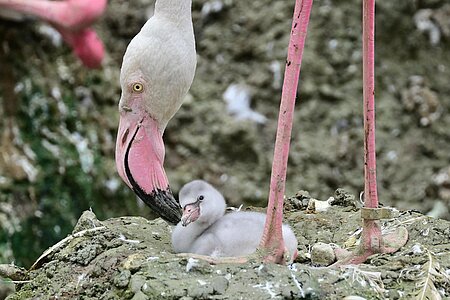 Meet the fluffy flamingo chicks at Hellabrunn Zoo - Tierpark Hellabrunn