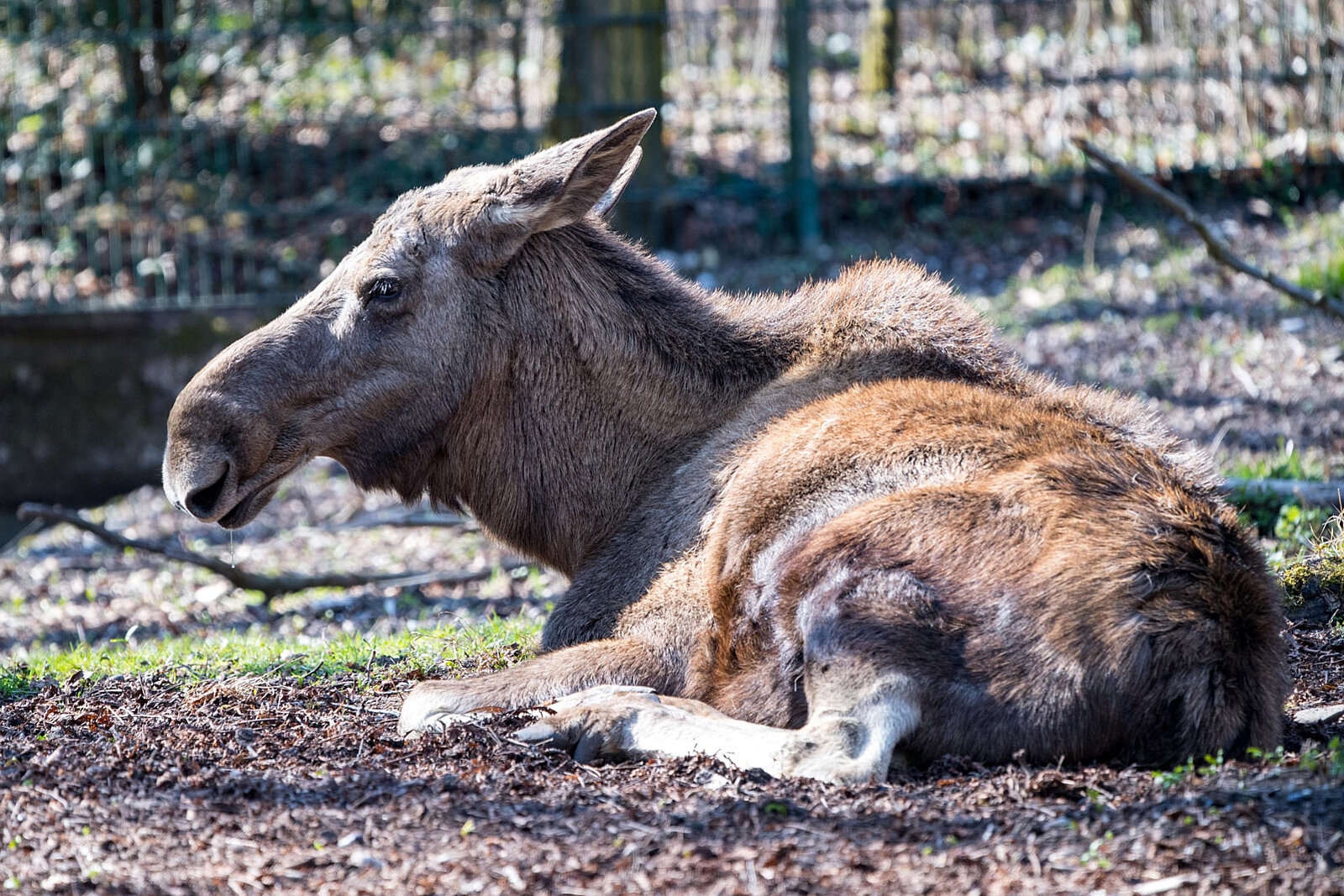 Hellabrunn begrüßt zwei neue Elche im Tierpark - Tierpark Hellabrunn