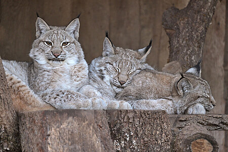 Neue Wege für die Hellabrunner Luchs-Haltung - Tierpark Hellabrunn