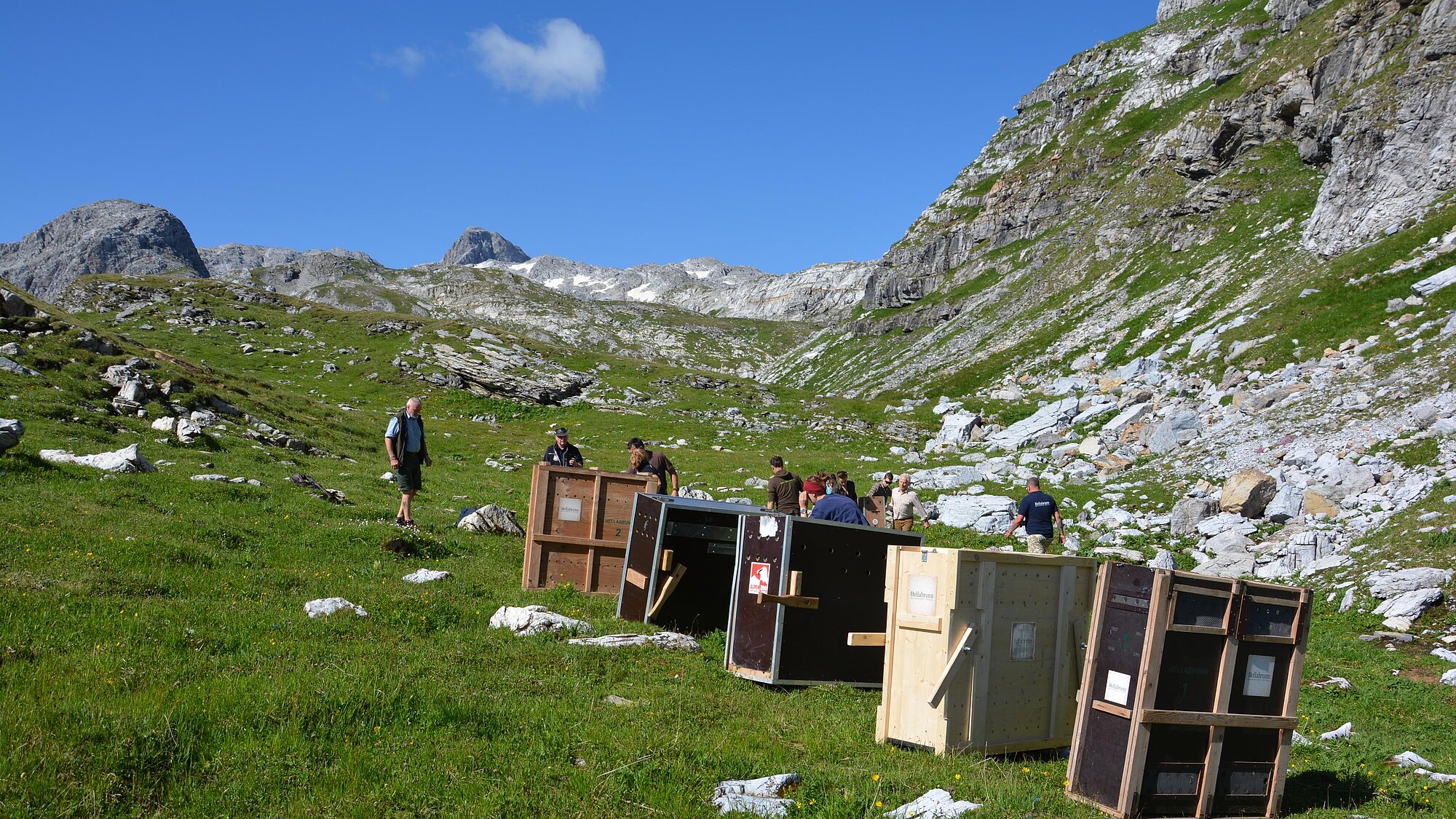 Hellabrunn Zoo releases Alpine ibex into the wild again - in Austria ...