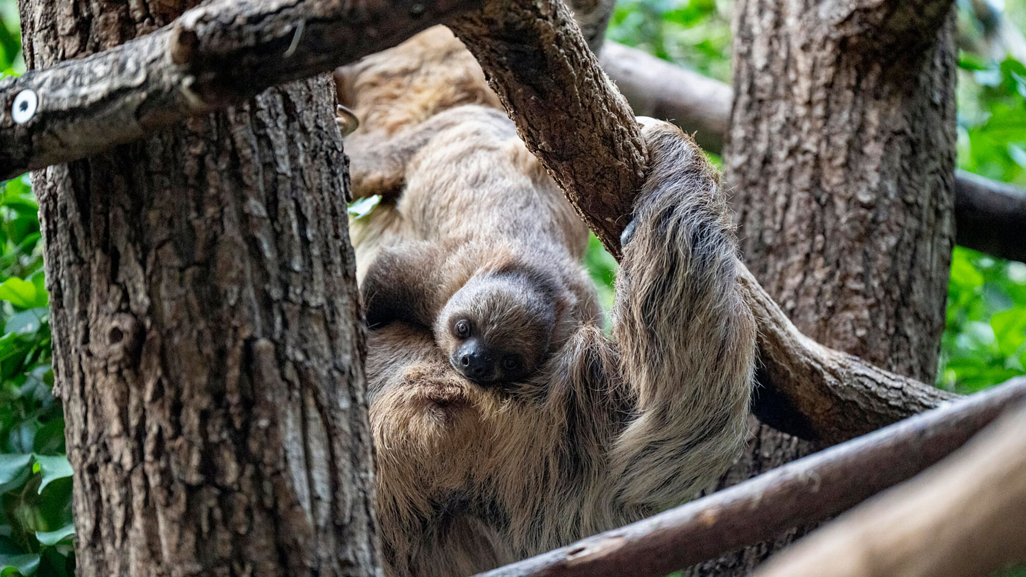 Der Nachwuchs bei den Zweifinger-Faultieren im Tierpark Hellabrunn ist ...