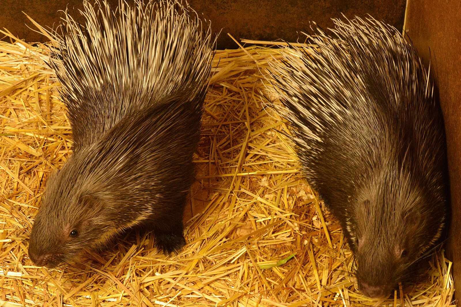 Zwei Weißschwanz-Stachelschweine im Tierpark Hellabrunn geboren ...
