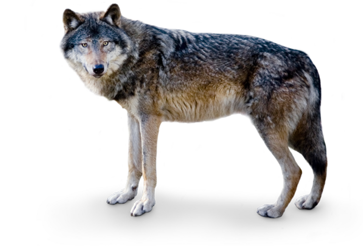 Europäischer Wolf - Tierpark Hellabrunn