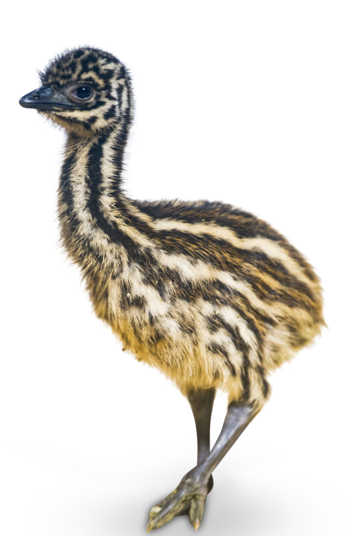 Emu - Tierpark Hellabrunn