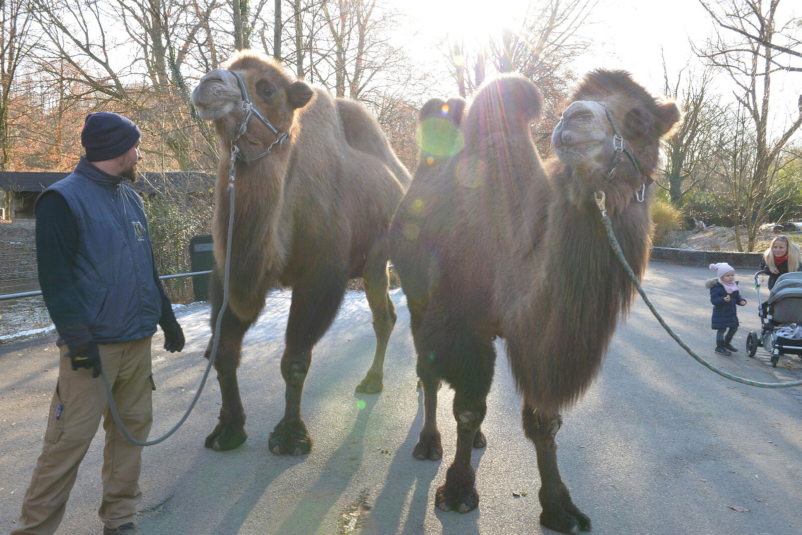 Nikolaus und Krampus kommen wieder in den Tierpark Hellabrunn ...