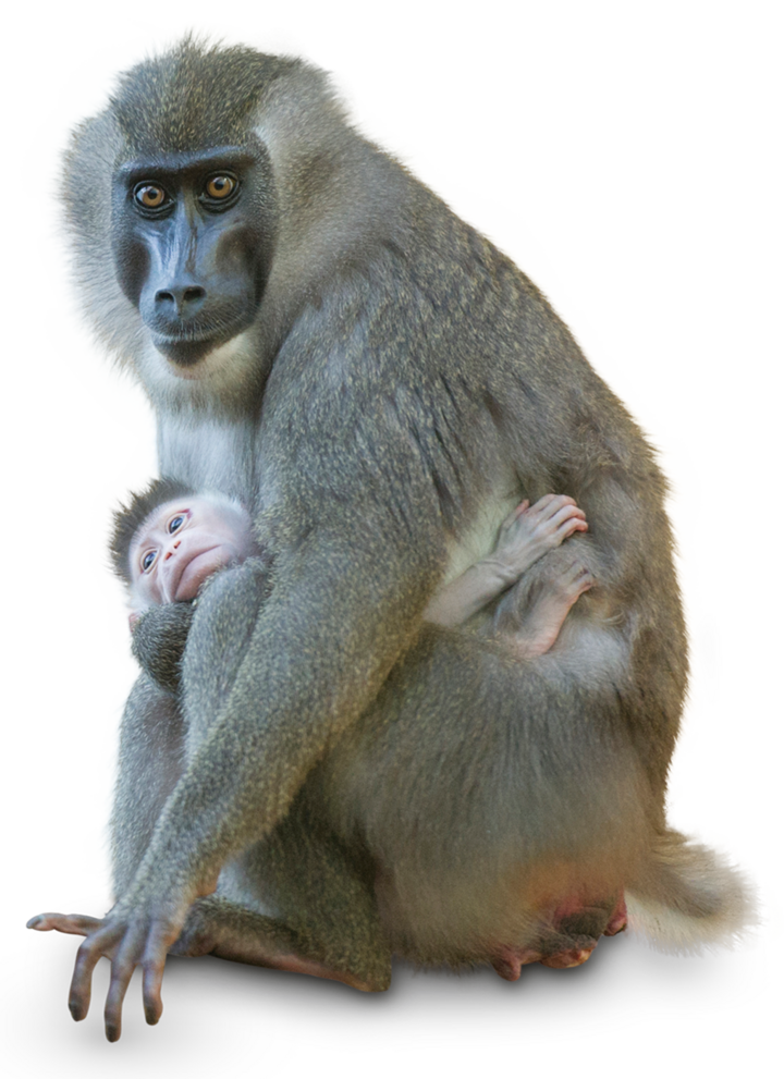 Drill - Tierpark Hellabrunn