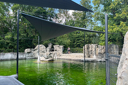 Freudiges Ereignis bei den Hellabrunner Mähnenrobben namens „Xana“ - Tierpark Hellabrunn