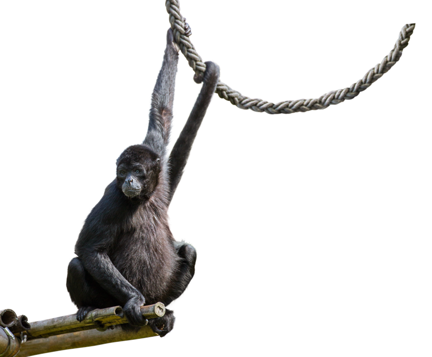 Colombian spider monkey - Tierpark Hellabrunn