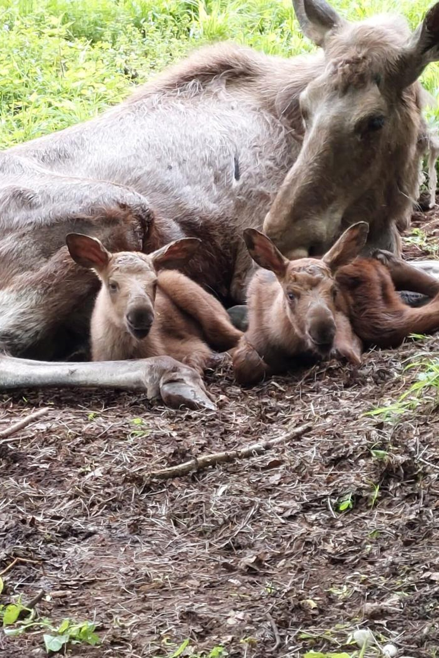Im Tierpark Hellabrunn freut man sich über gesunden Zwillings-Nachwuchs ...