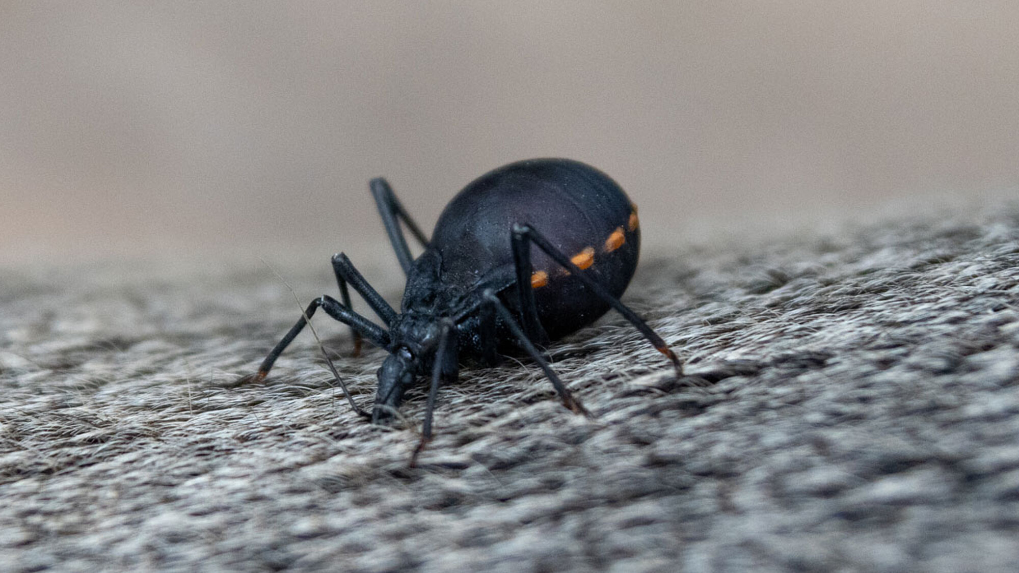 Insects as living syringes: Using predatory bugs to collect blood ...