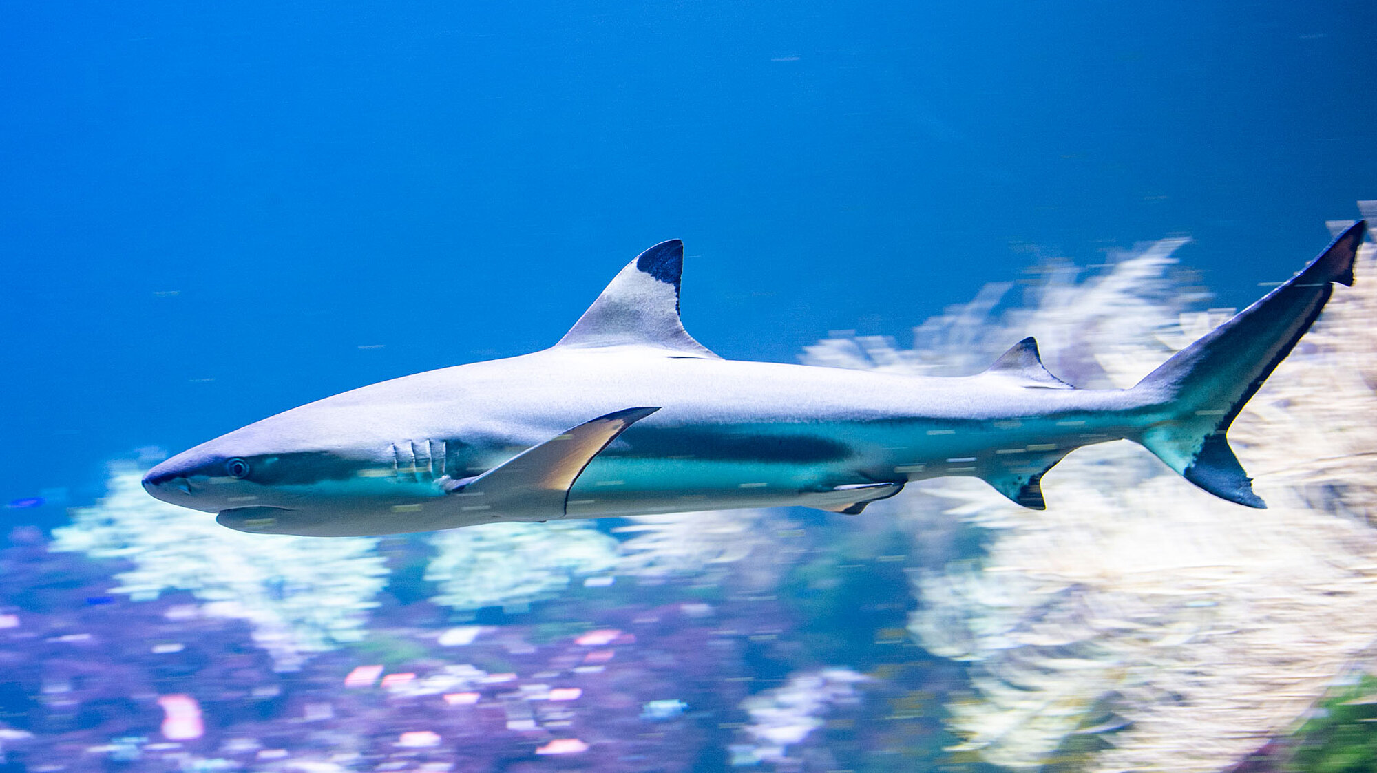 Hellabrunn verabschiedet Schwarzspitzen-Riffhai Else - Tierpark Hellabrunn