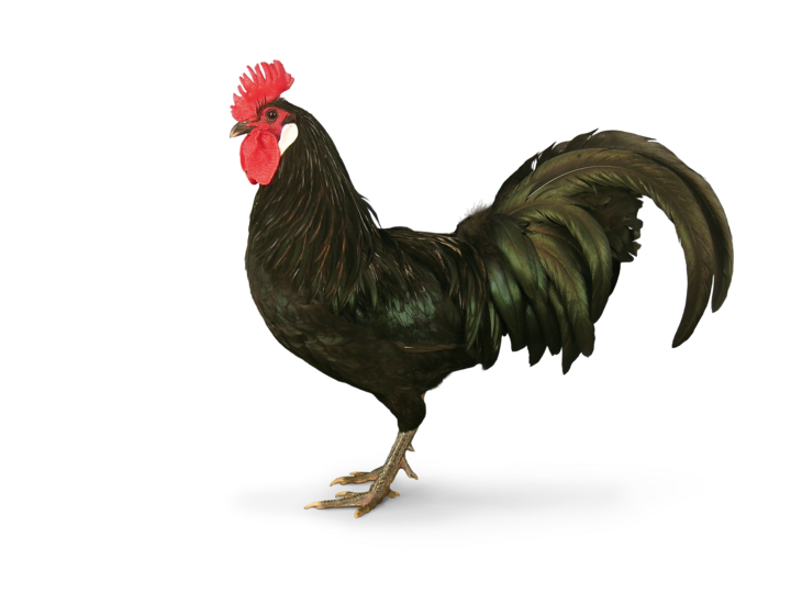 Augsburger Huhn - Tierpark Hellabrunn