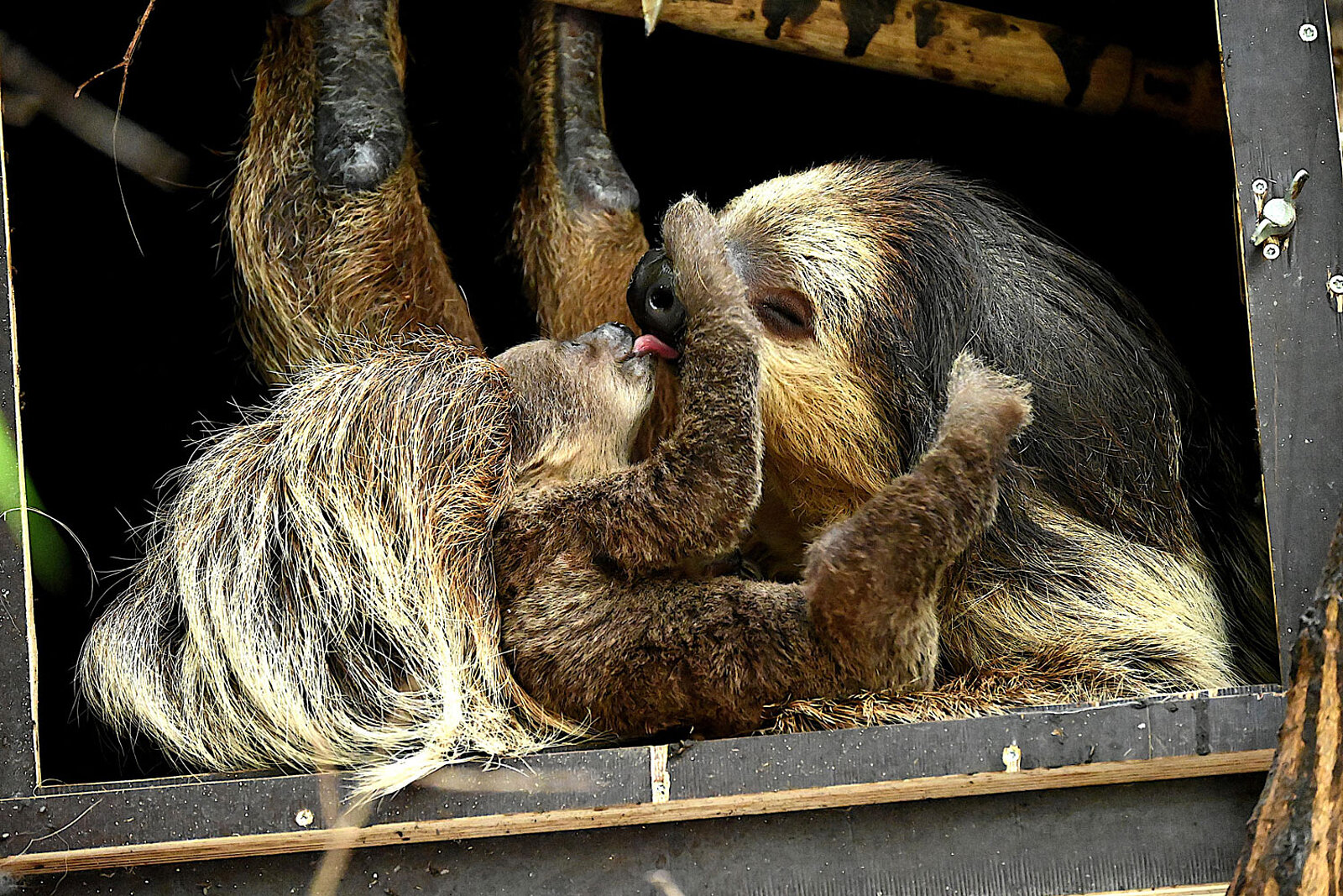 Der Nachwuchs bei den Zweifinger-Faultieren im Tierpark Hellabrunn ist ...