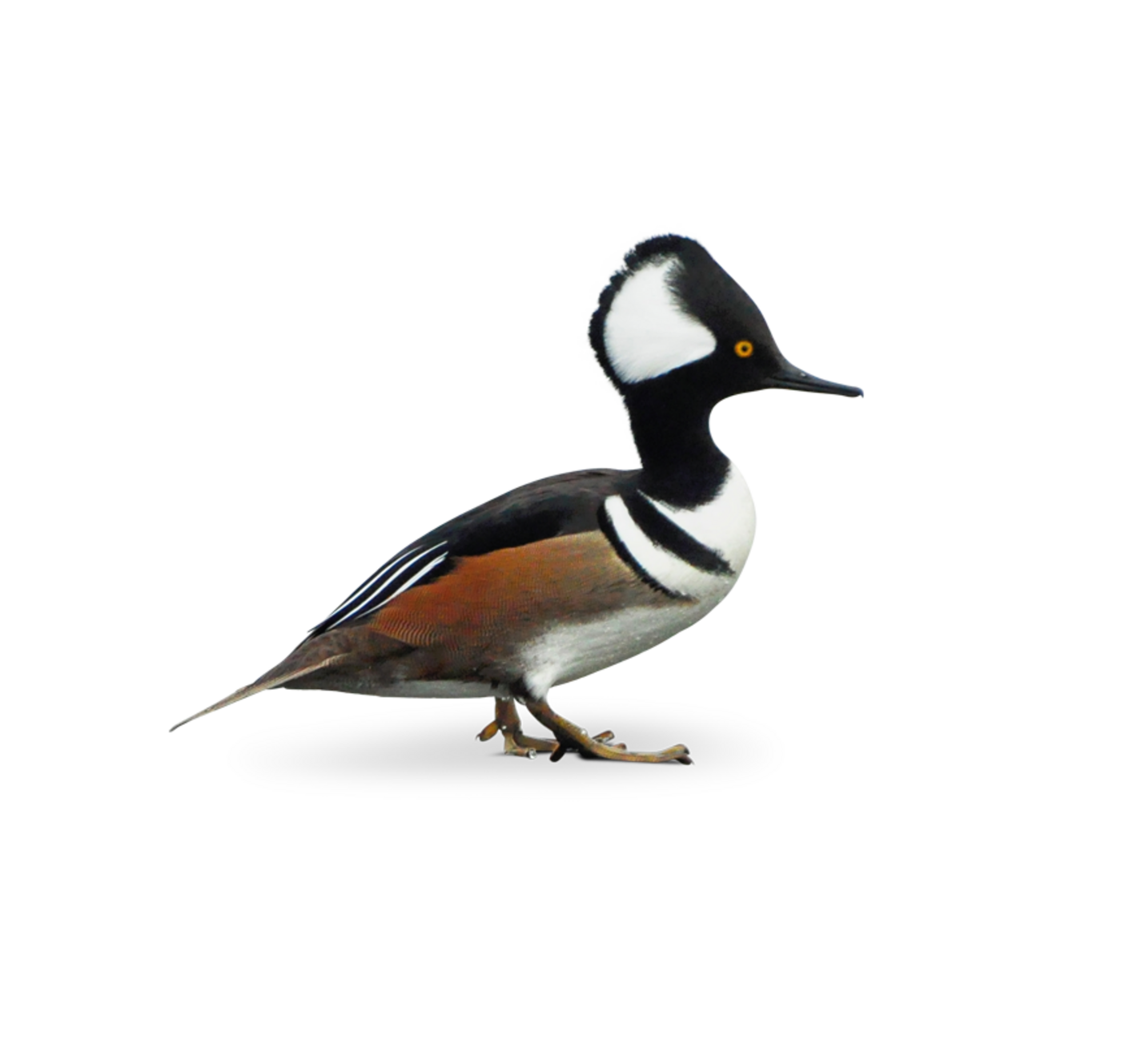 Hooded Merganser - Tierpark Hellabrunn