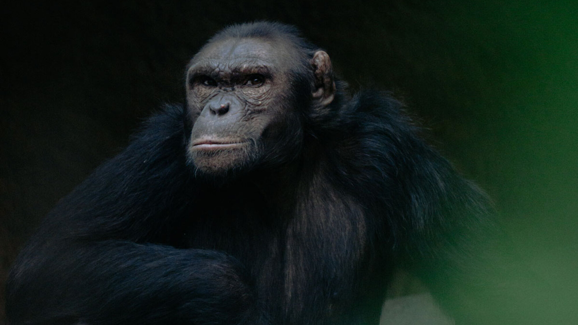 First milestone as chimpanzee settles in: Jambo and Zenta get closer ...