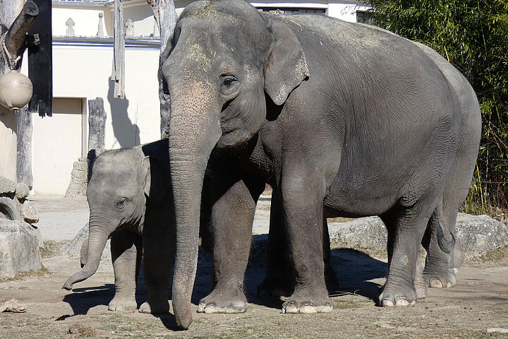 Hellabrunn Zoo celebrates Otto the elephant’s second birthday ...