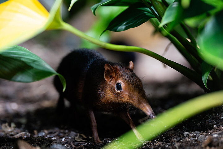Hellabrunn Zoo welcomes black and rufous elephant shrews as Jungle ...