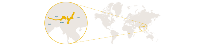 Red Panda - Tierpark Hellabrunn