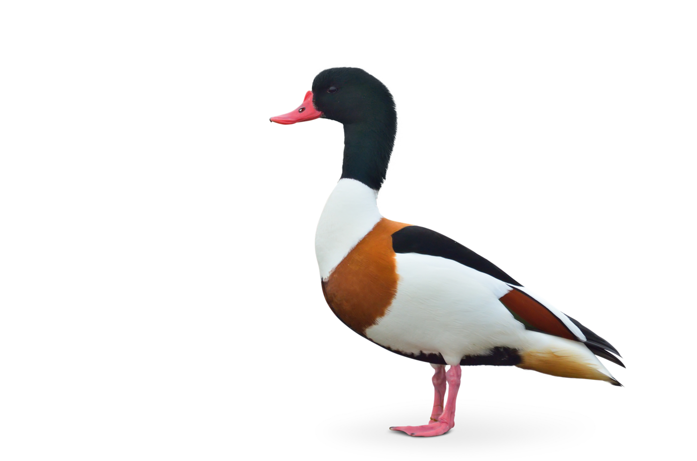 Common Shelduck - Tierpark Hellabrunn