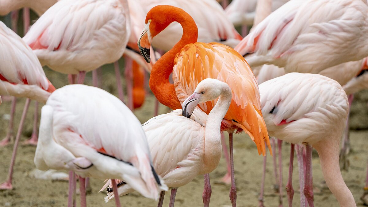 Hellarunn Zoo’s flamingos get new cosy aviary - Tierpark Hellabrunn