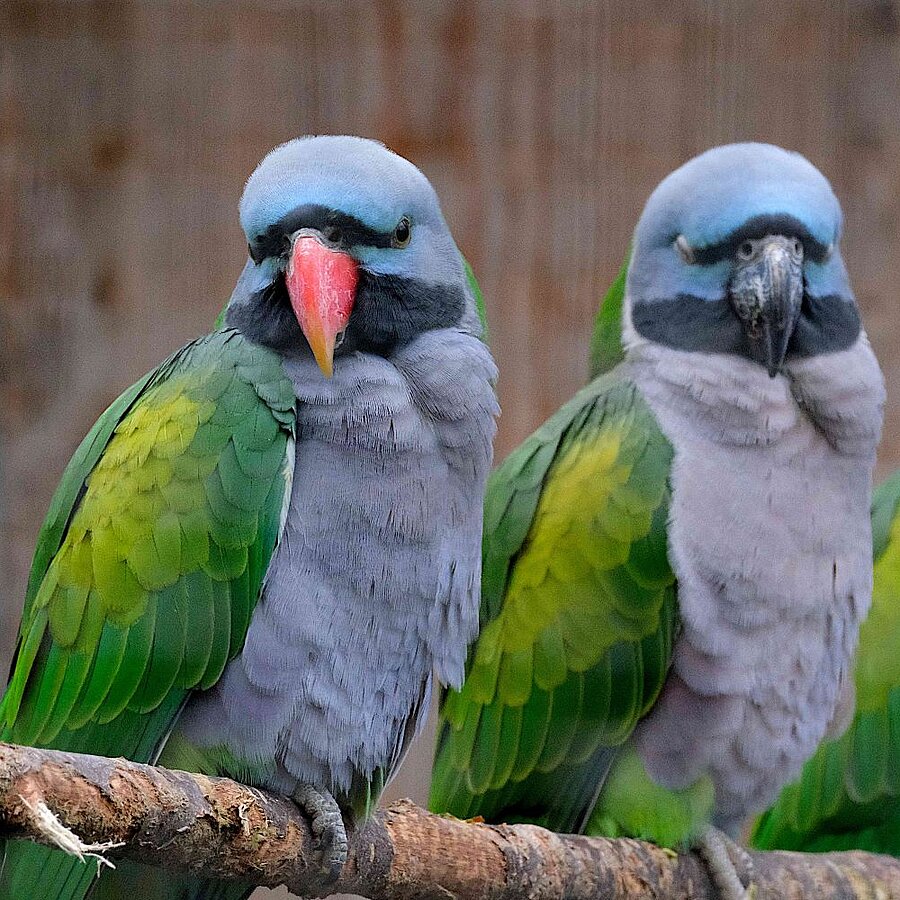 Chinasittich - Tierpark Hellabrunn